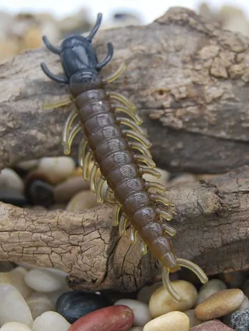 Scared Fishless - Hellgrammite Natural 8-Pack | Unkel Joe's Woodshed